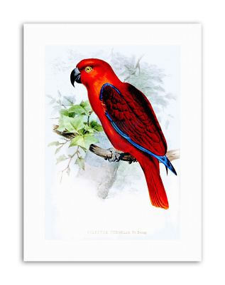 PAINT BIRD PARROT ECLECTUS CORNELIA WOLF ORNITHOLOGY Canvas art Prints ...