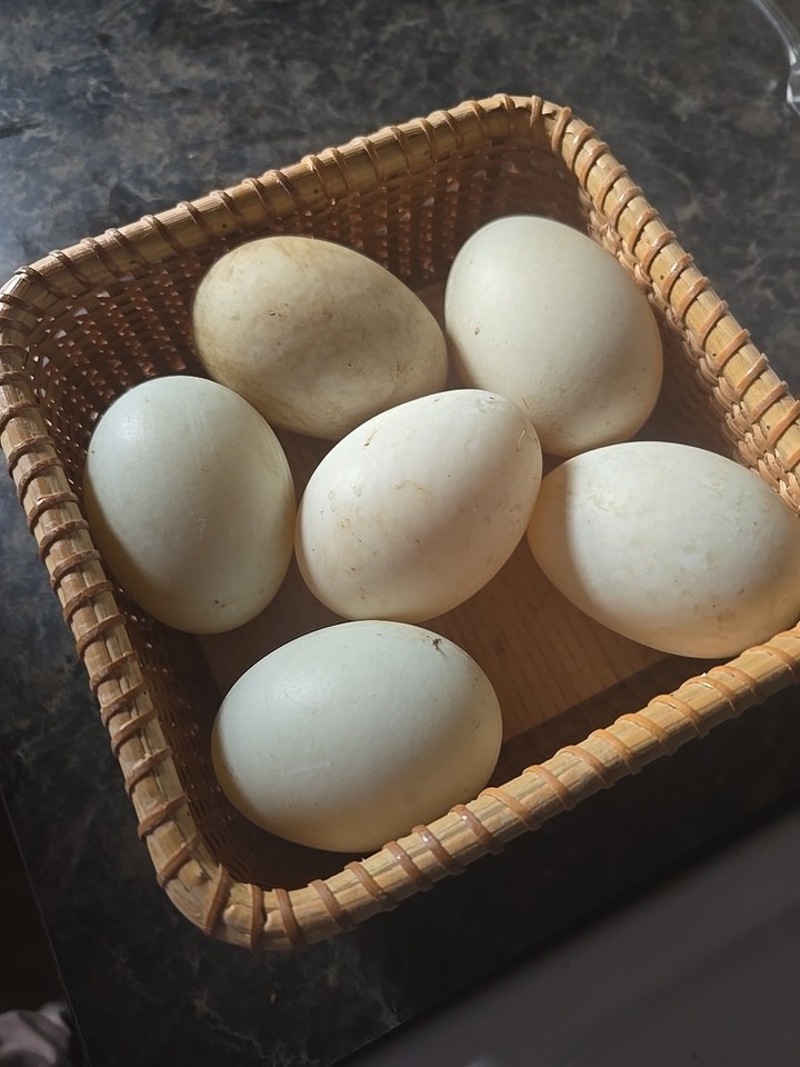 6 Fertile Duck Hatching Eggs - Barnyard Mix (Cayuga, Magpie, Khaki ...