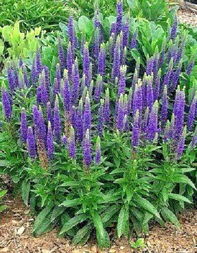 50 VERONICA - SIGHTSEEING MIX / SPEEDWELL Flower Seeds | eBay
