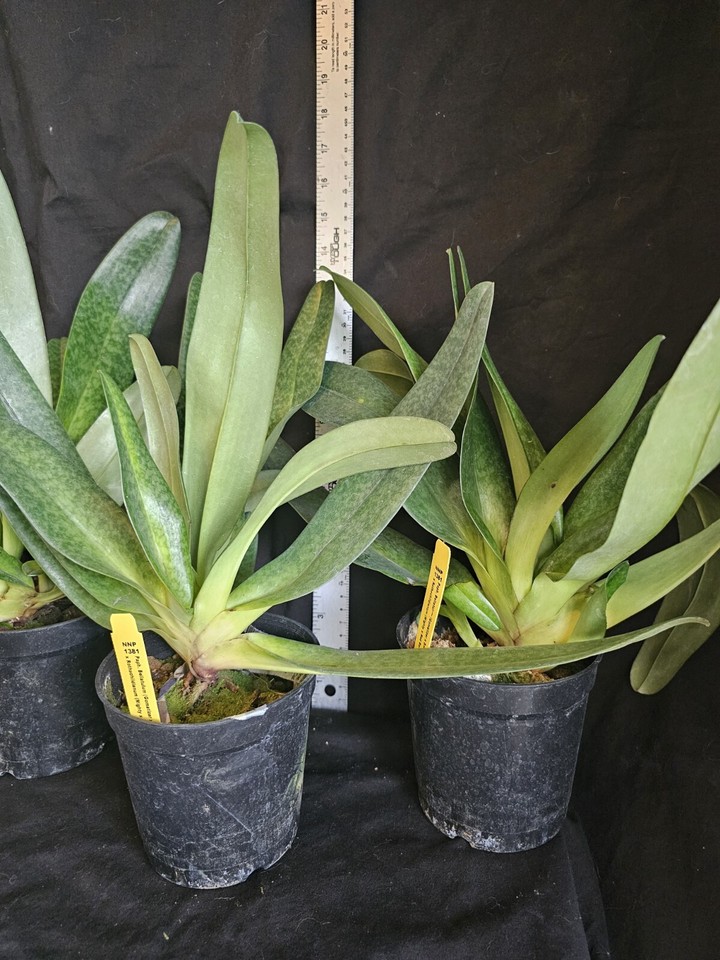 Paphiopedilum Rolfei Blooming Size Novelty Multifloral Paph. | eBay