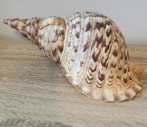 Large TRUMPET TRITON Conch Sea Shell ~ 13'' Charonia Tritonis ~ Great ...