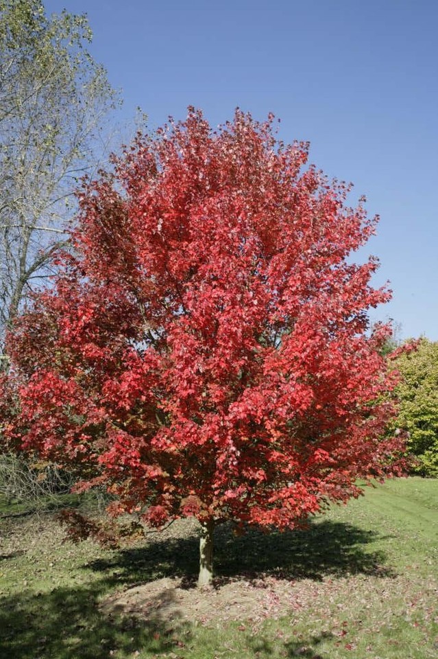 RED MAPLE 'Acer rubrum' LIVE BARE ROOT PLANT 16-24 INCHES | eBay