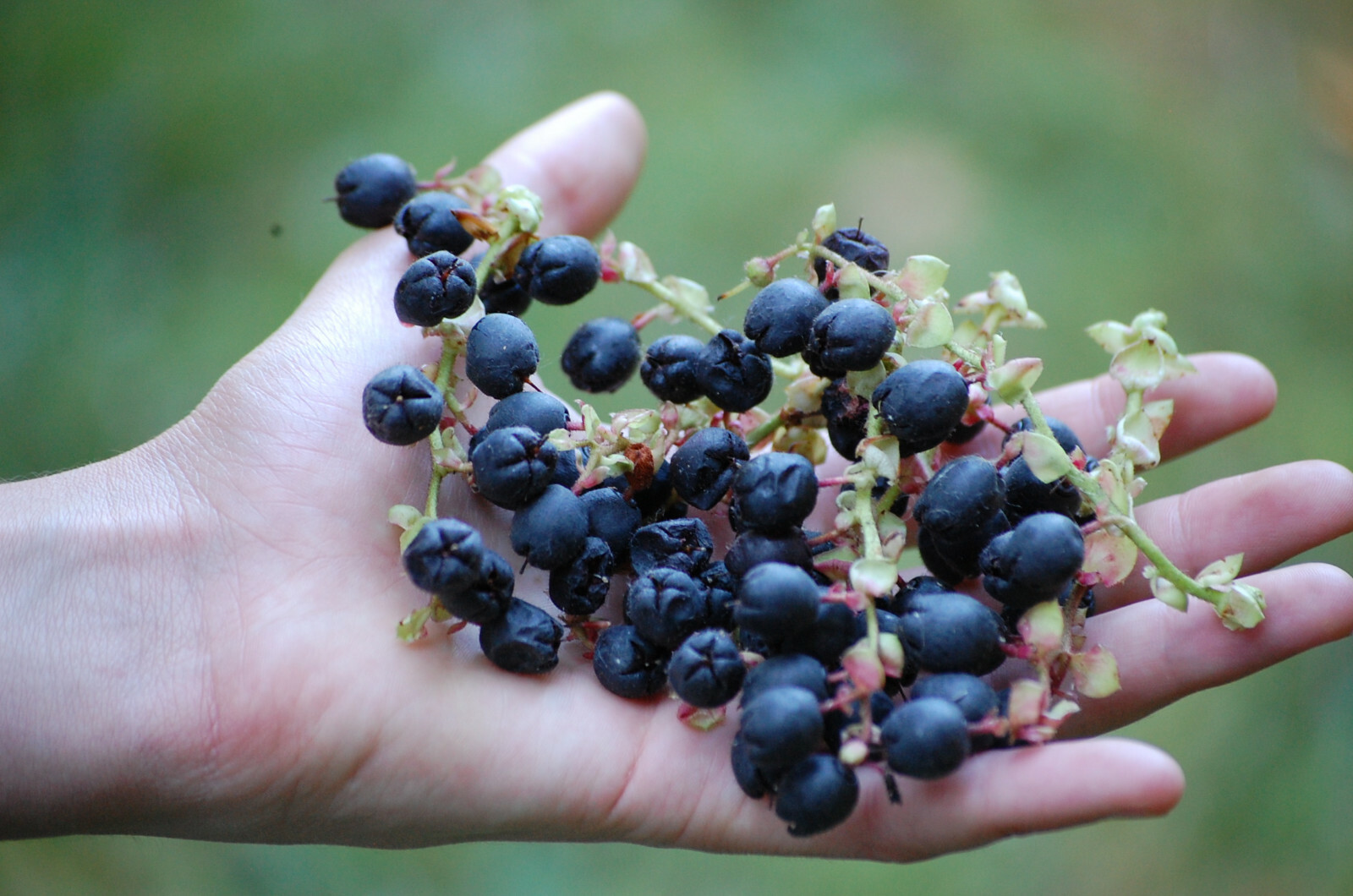 Salal Berry / Gaultheria shallon (30 seeds) | eBay
