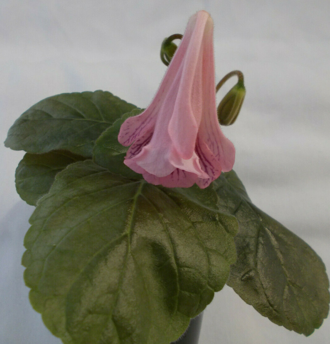 Sinningia Tubers | eBay