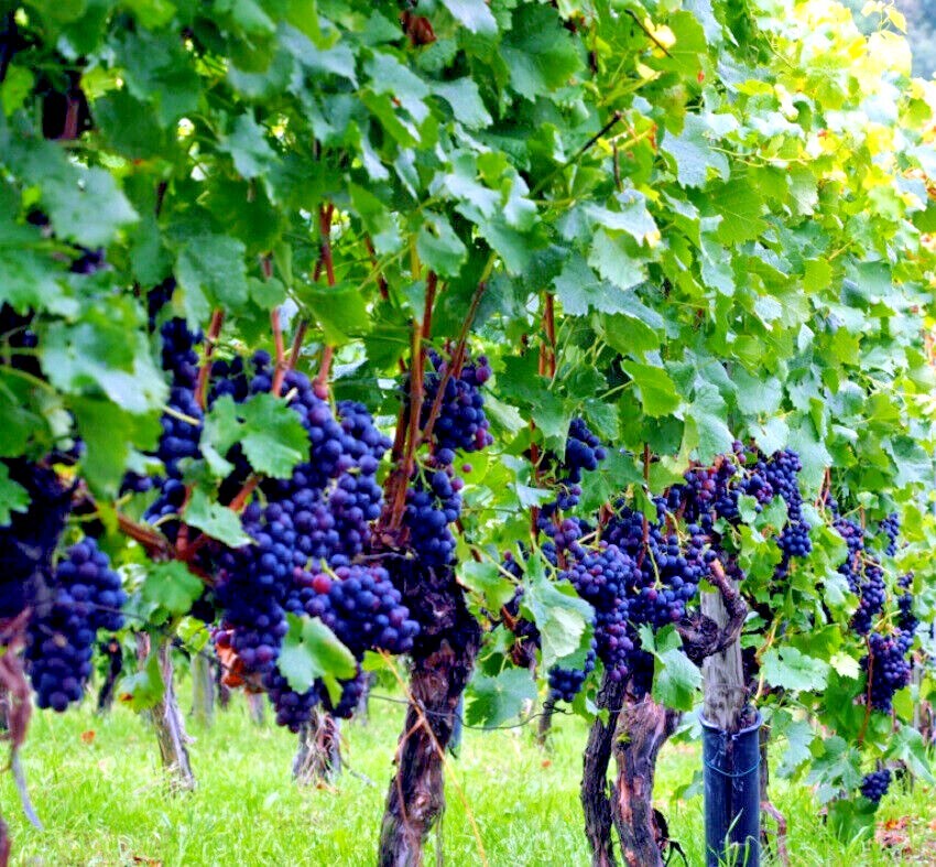 20 WINE GRAPE SEEDS (Vitis vinifera) Vine Tree Fast Hardy Garden Fruit ...