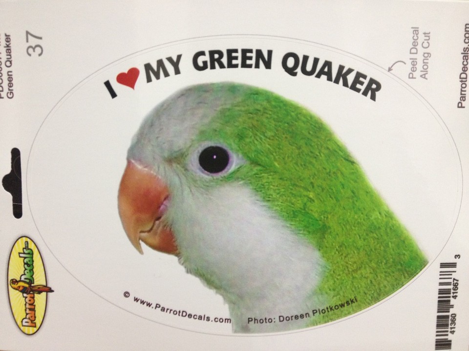Green Quaker (Monk Parakeet) Parrot Exotic Bird Vinyl Decal Bumper ...