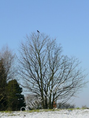 Photo 6x4 Winter tree, Colton Hills, Wolverhampton Sedgley With crow! A ...