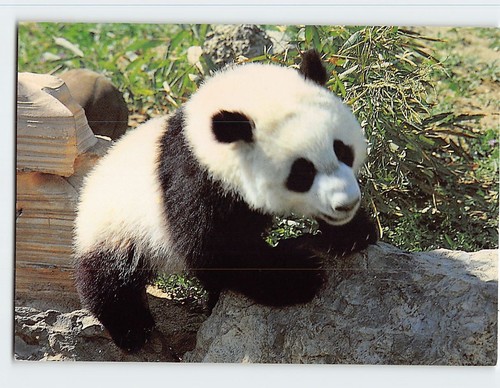 Postcard Giant Panda | eBay