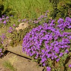 Groundcover AUBRIETA WHITEWELL GEM Purple Rock Cress PERENNIAL NonGMO ...
