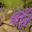 Groundcover AUBRIETA WHITEWELL GEM Purple Rock Cress PERENNIAL Non-GMO ...
