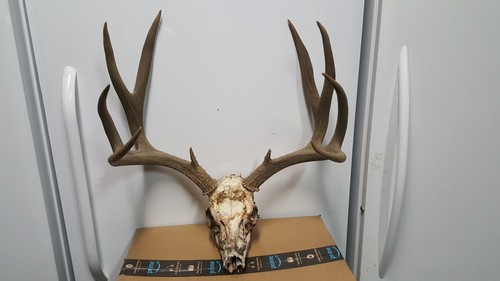 Heavy Winter Kill Colorado MULE DEER RACK ANTLERS FULL SKULL whitetail ...