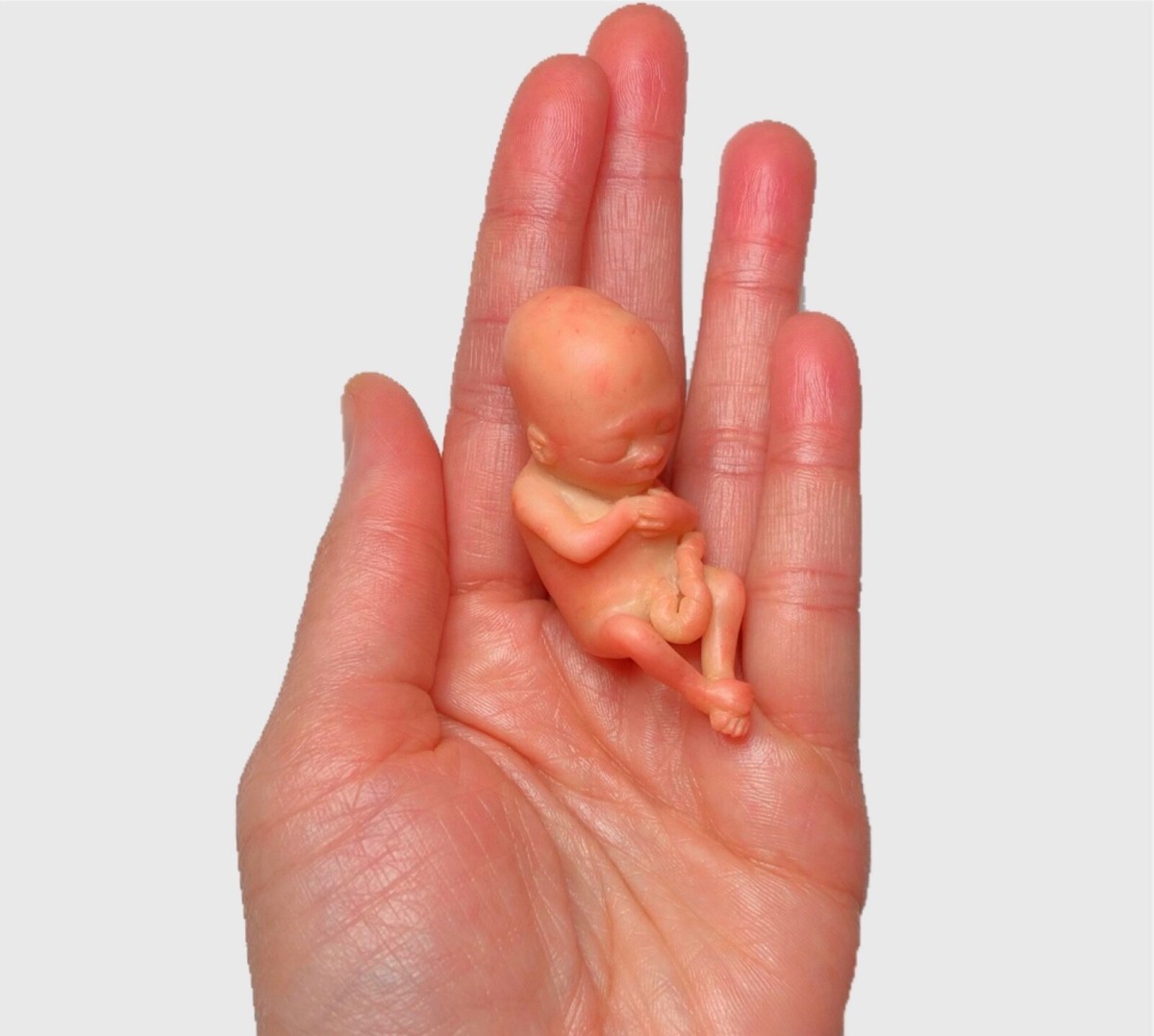 Real Fetus Development