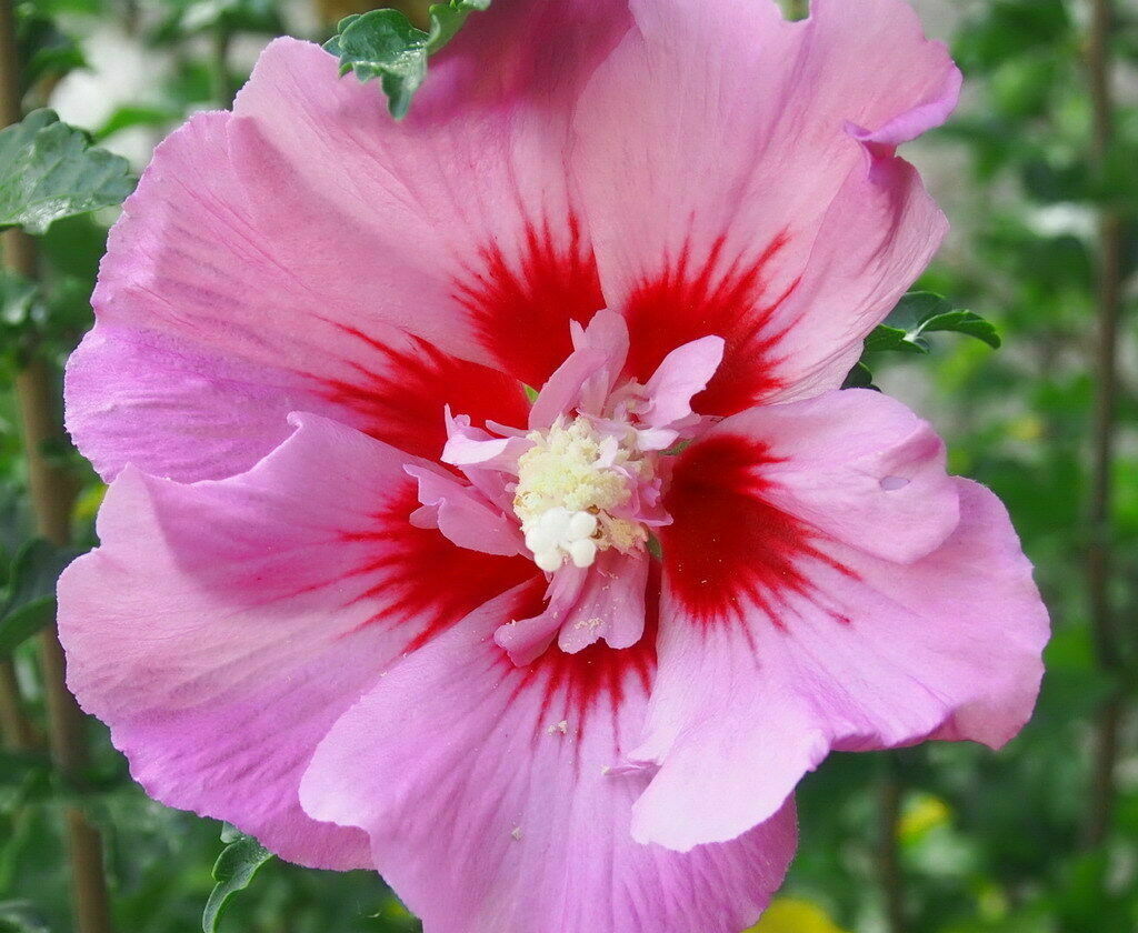 HIBISCUS SYRIACUS ROSA RIESE, 20 SAMEN mit GRATIS | eBay
