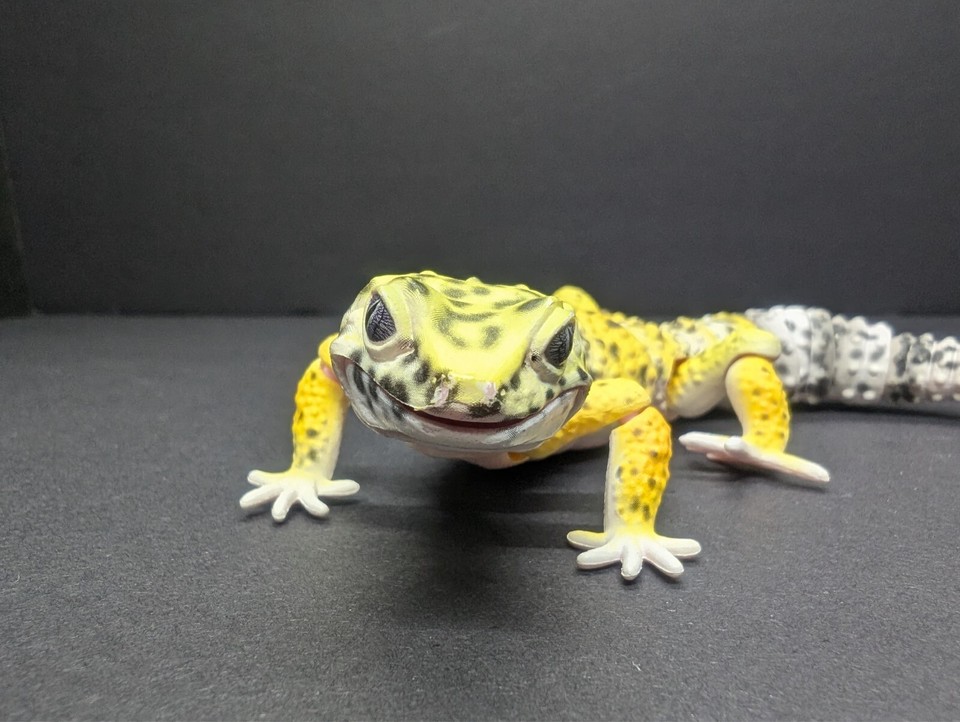 Bandai Gashapon Leopard Gecko 6.3in Realistic Figure Free Shipping from ...