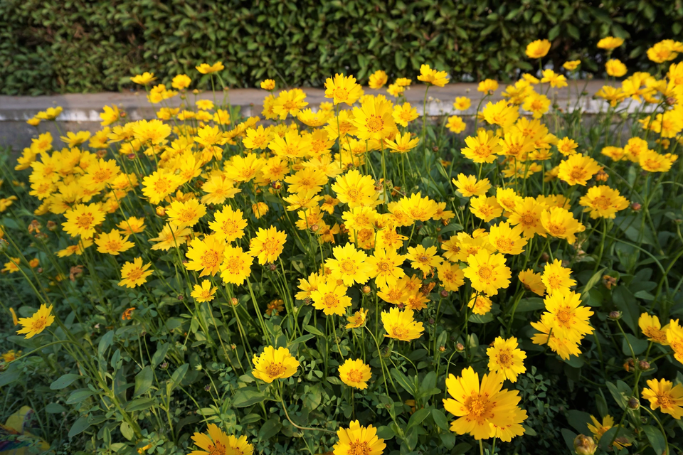 1000 YELLOW SAND COREOPSIS Lanceolata Lanceleaf Tickseed Flower Seeds ...