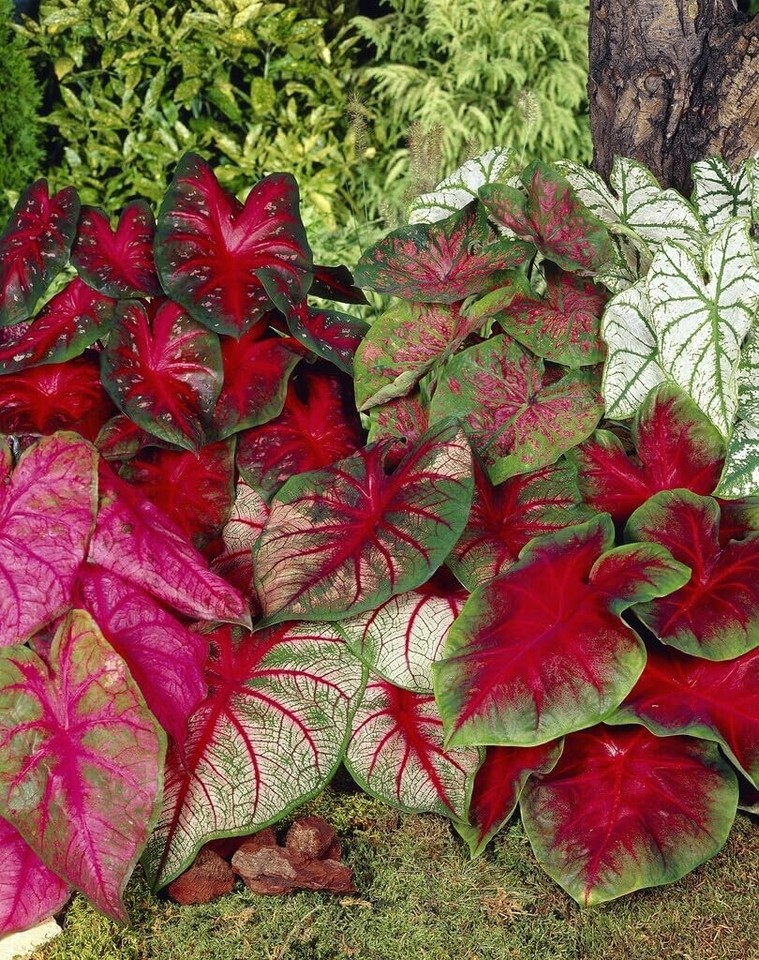Mixed Caladium Bulbs for Planting - Perennial Hosta, Elephant Ears ...