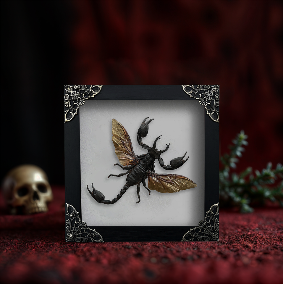 Winged Scorpion Taxidermy Shadow Box Creepy Gothic Decor Bug Art Gift ...