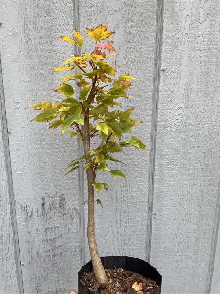 Trident Maple Pre Bonsai Stock - Tree #2 | eBay