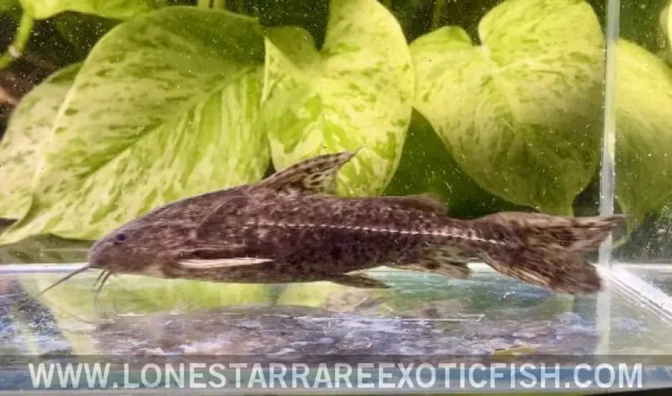 Granulated Catfish / Pterodoras granulosus - Live Aquarium Fish | eBay