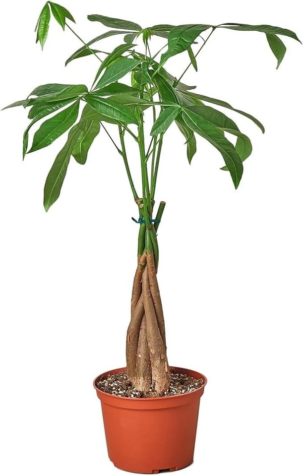 Money Tree / Feng Shui Plant / Good Luck Tree Plant-in 4" pot Indoor ...