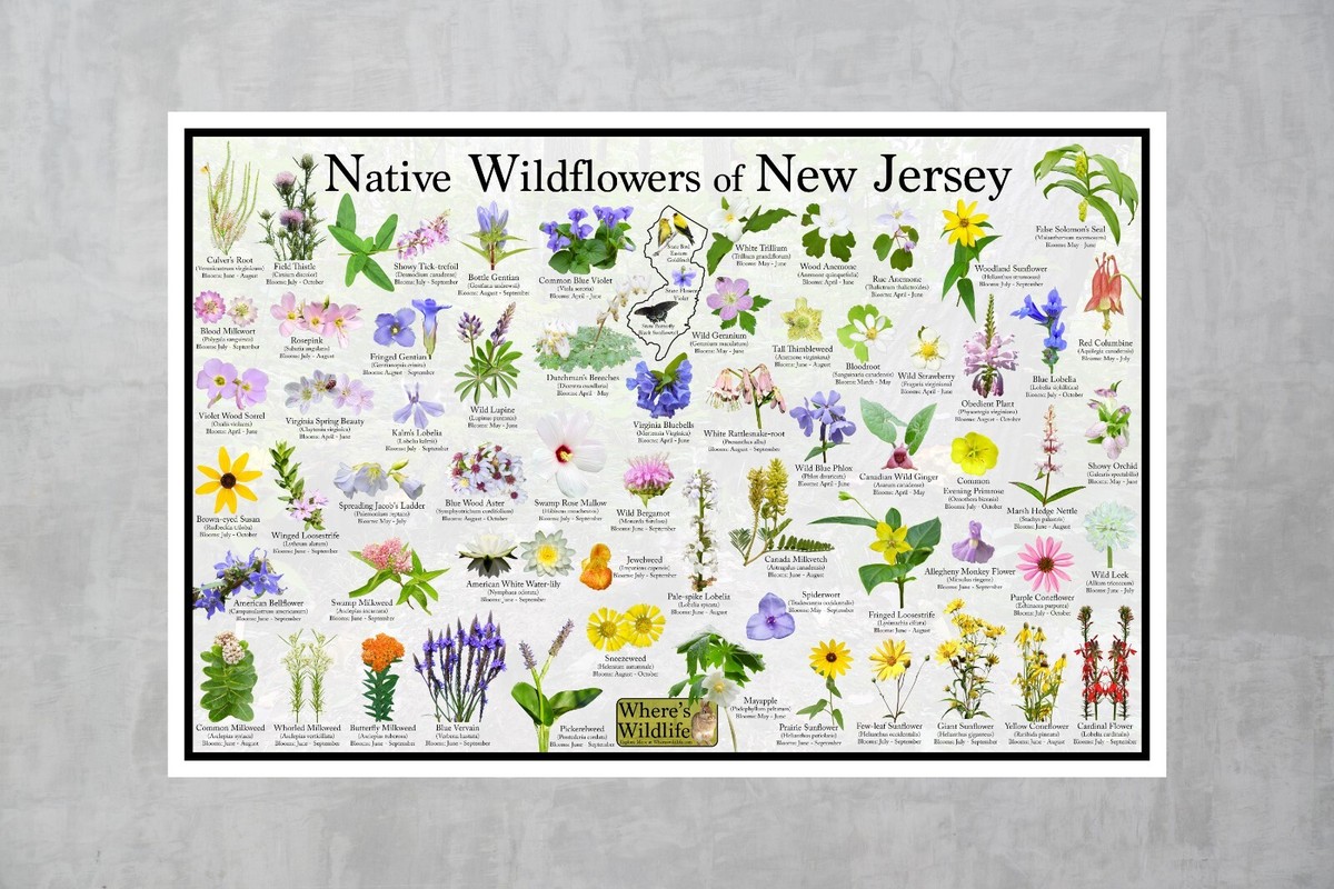 White Wildflower Identification