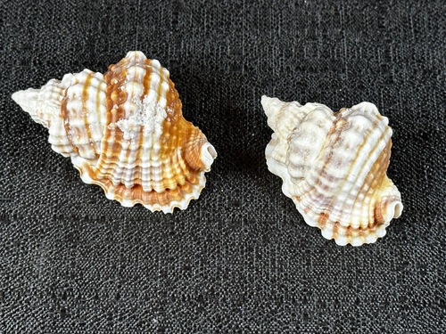 Distorsio Anus Seashell Lot of 2 50mm 63mm Beautiful Pattern Sea Shell ...