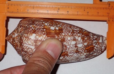 101 mm HUGE Conus Textile Cone Seashell #AC6 Similan Island Phuket ...