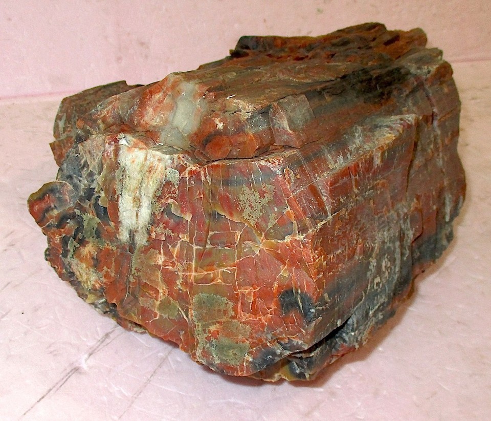 PETRIFIED WOOD Tree Trunk Fossil 17 lb Magnificent RAINBOW Coloration ...