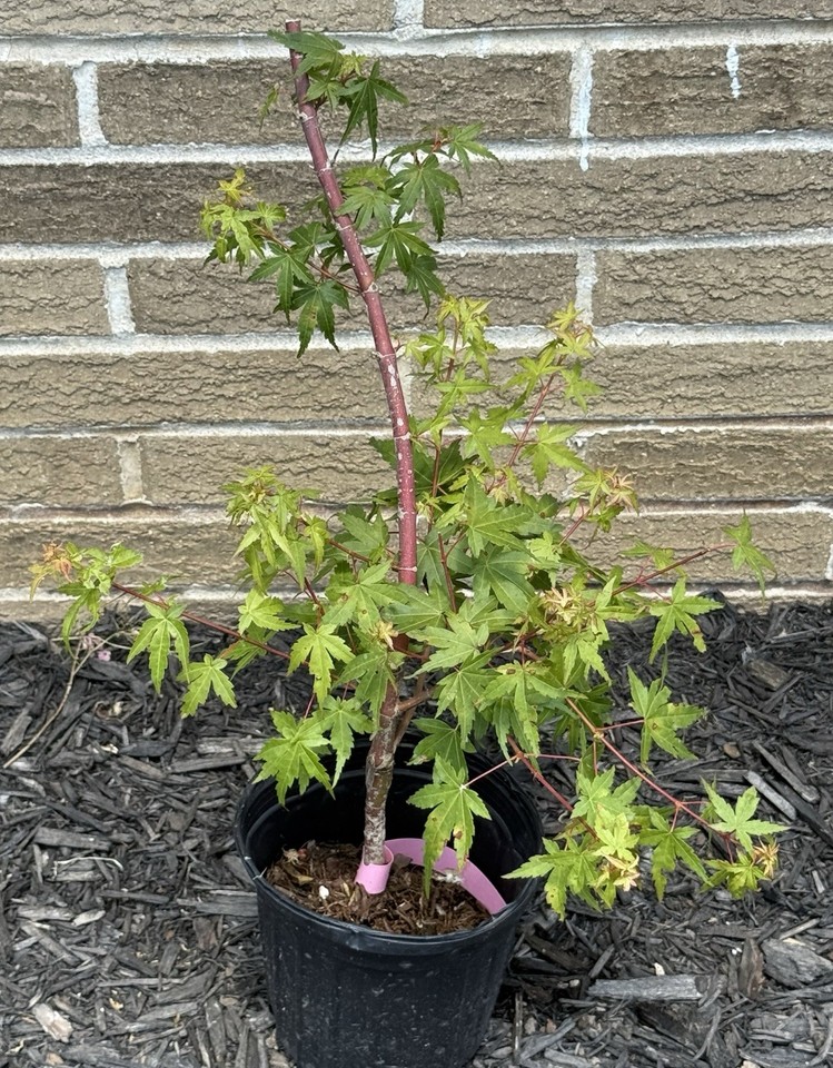 Acer Palmatum - Little Joe - Japanese Maple | eBay