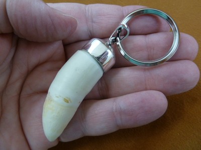 (g990-5) 2-1/4" GATOR Alligator Tooth Teeth SILVER CAP capped Keychain ...