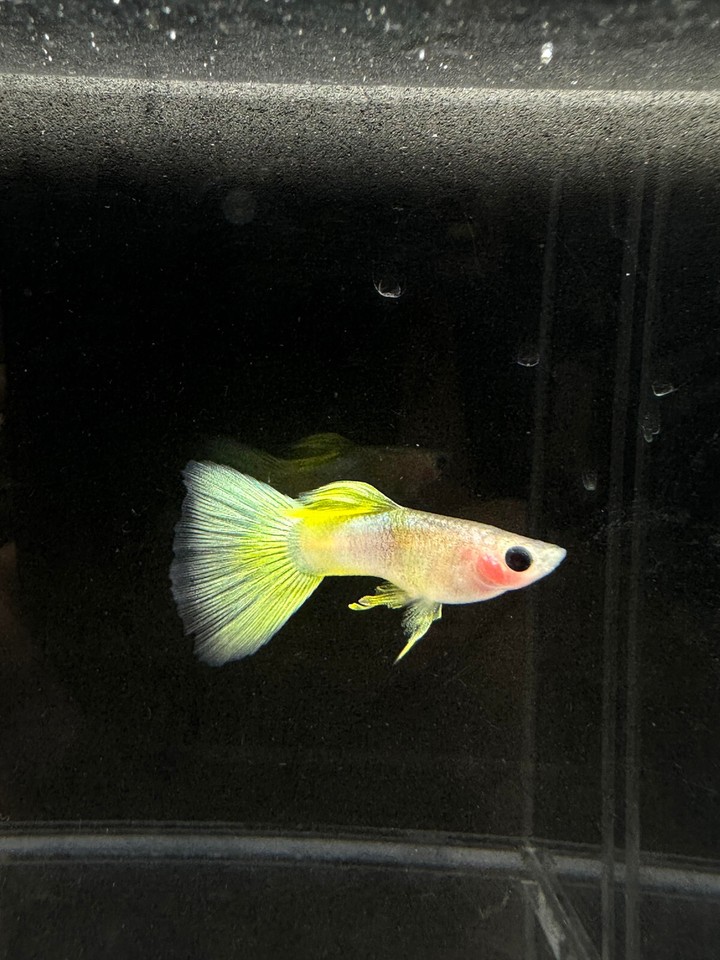 1 TRIO LIVE GUPPY FISH GLASS BELLY PINKU USA SELLER - 1 MALE 2 FEMALE ...