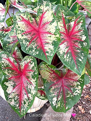 Caladium 'Flatter Me' Size #2 (2 Bulbs) (You get 2 bulbs) | eBay