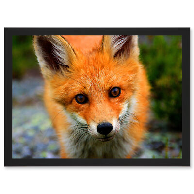 Baby Fox Portrait Woodland Animal Wildlife A4 Framed Wall Art Print ...
