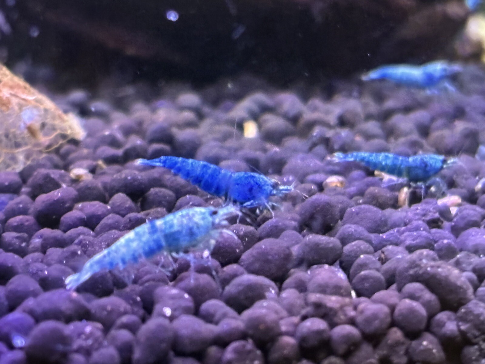 5+1 Extreme Blue Bolt - Freshwater Caridina Aquarium Shrimp | eBay