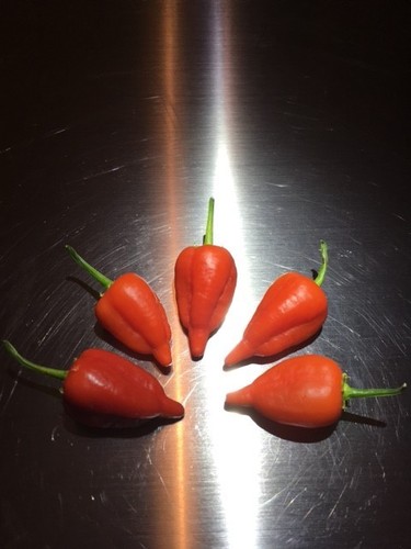 15 SWEETY DROPS --- INCA RED DROP ULTRA RARE HEIRLOOM PEPPER SEEDS HOT ...