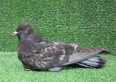 Sitting Dark Grey Spangle Wings Pigeon Taxidermy Real Bird Mount | eBay