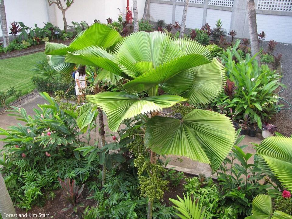 Licuala grandis 5 Seeds - Ruffled Fan Palm thailand Vanuatu Fan Palm ...