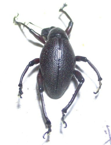 J001 BI | NL : Macrocyrtus contractus male 14.5mm A- | eBay