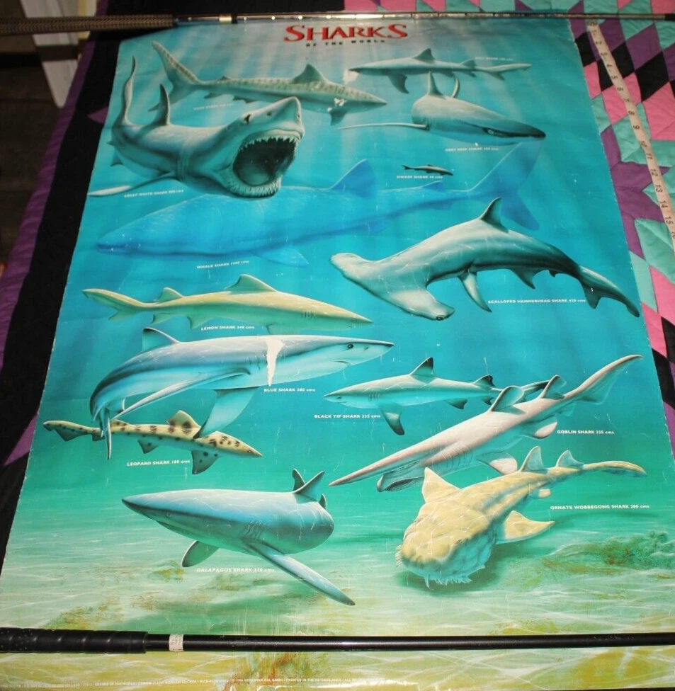 Sharks Of The World Poster