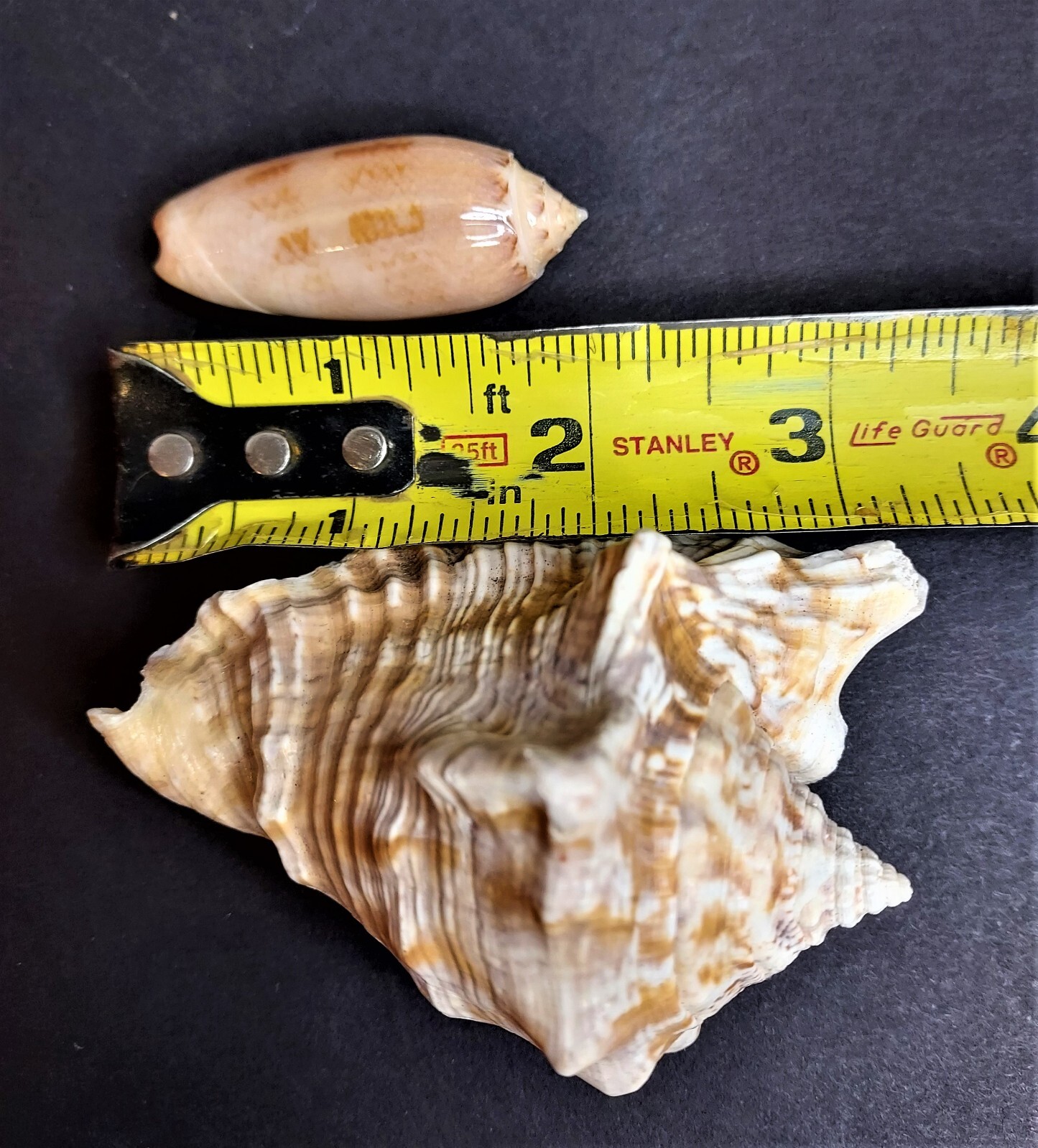 Seashells assortment Lot of 21 Conch Cat's Eye Tulip Olive Scotch ...