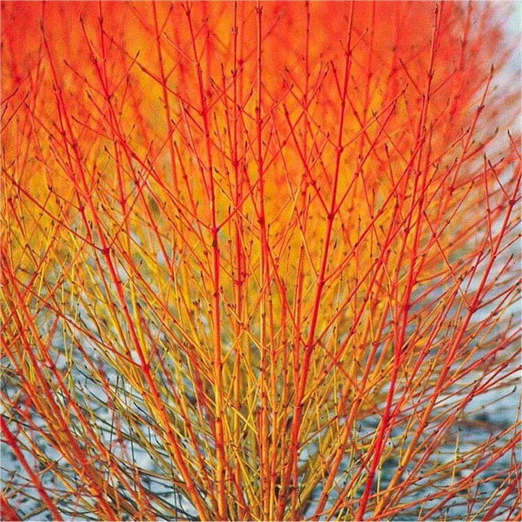 Cornus Sanguinea Anny's Winter Orange - Orange-Red Barked Dogwood | eBay UK