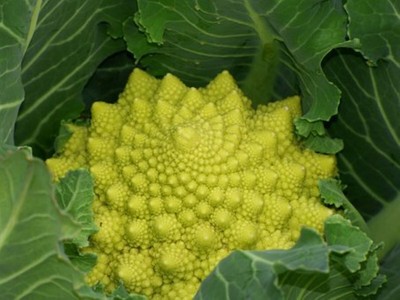Heirloom BROCCOLI ROMANESCO seeds, Tolerates Frost, Grow Spr-Aut | eBay