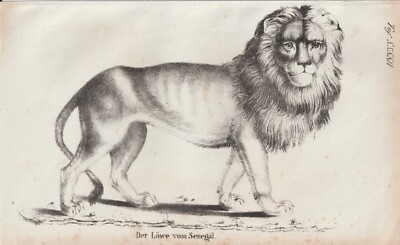 Lion Senegal Lion Panthera Leo Senegalensis Lithograph from 1831 ...