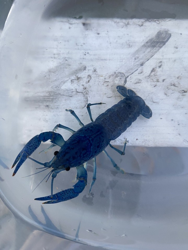 Live Electric Blue Freshwater Crayfish (Procambarus Alleni) | eBay