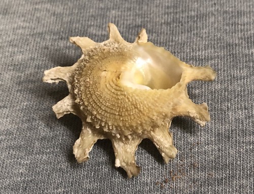 *Astraea calcar (Wheel-like Star) 36.8 !!! | eBay