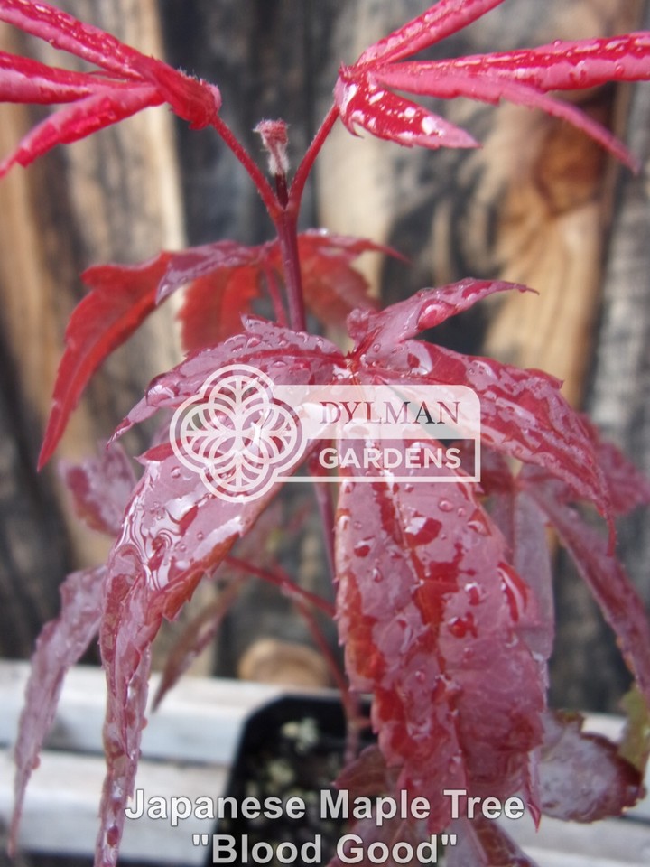 5 Japanese Maple Tree Seedlings - Acer palmatum 'Bloodgood' - 12 to 15 ...