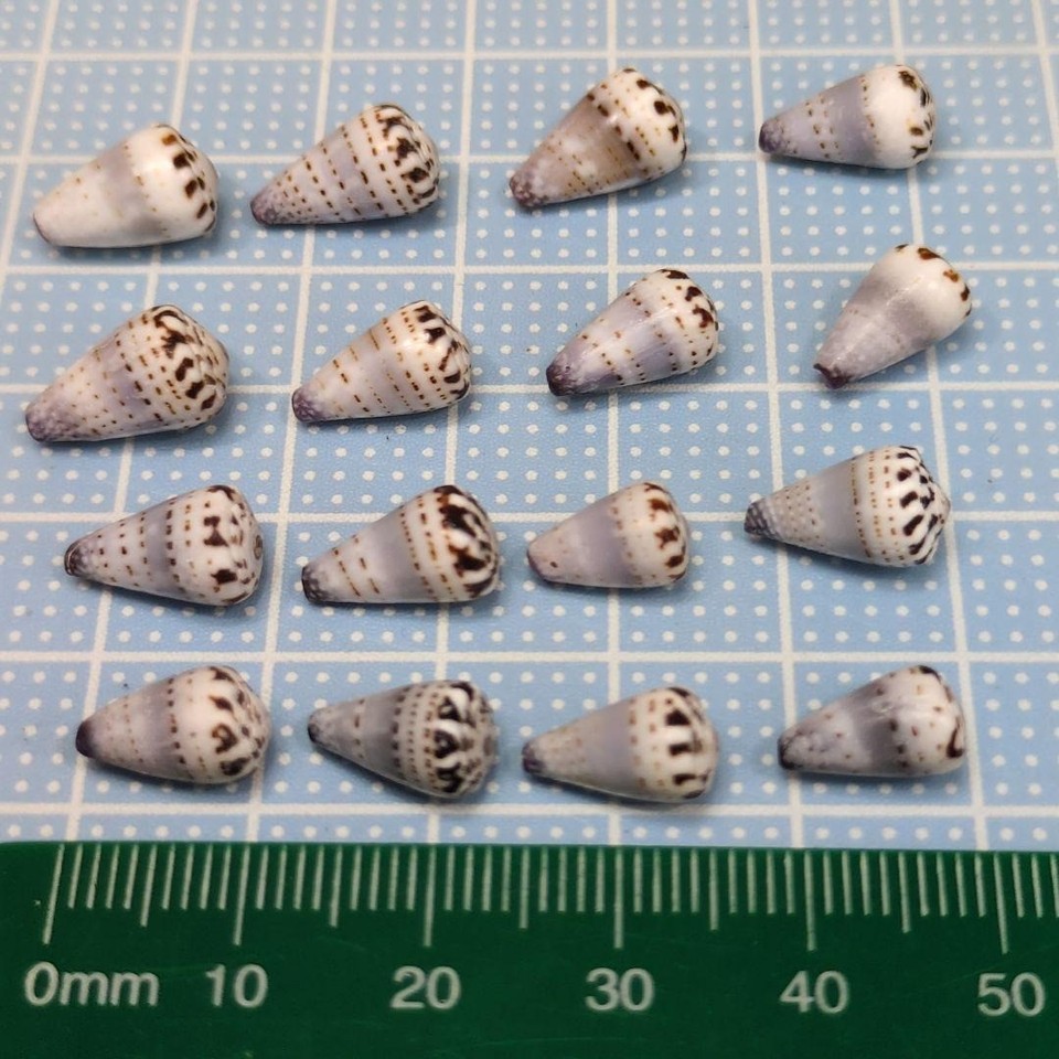 Natural Seashell Small Conch Shell Art Craft From Japan 22741 | eBay