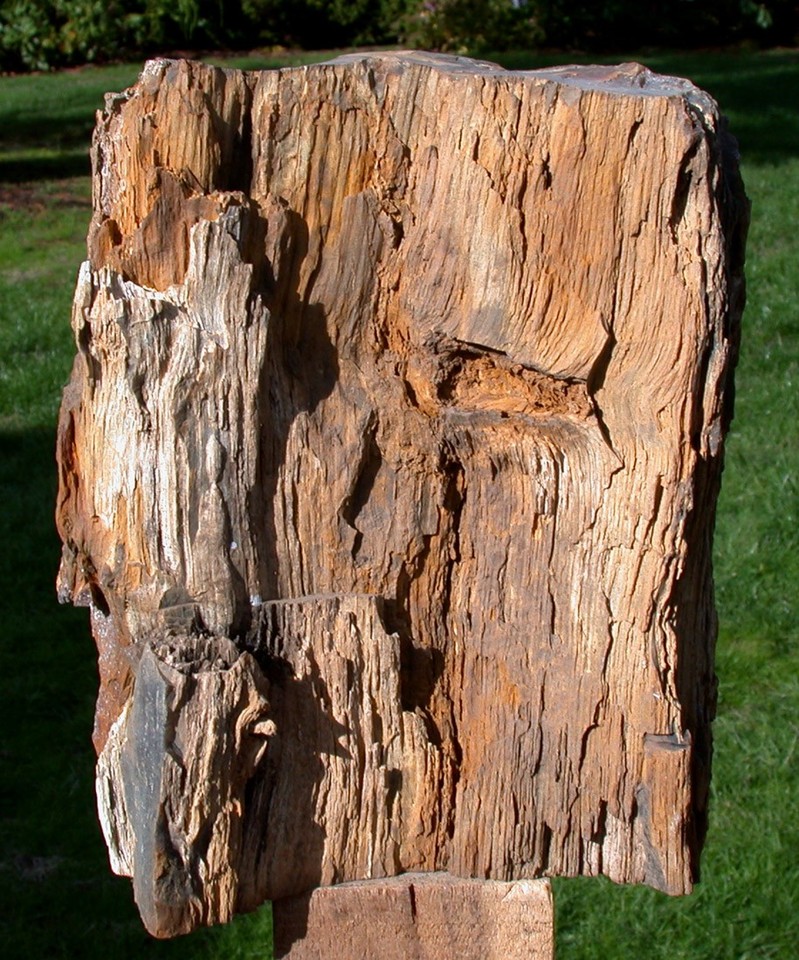 SiS: GORGEOUS 8" Hubbard Basin Petrified Wood Sculpture - MY FINEST RIP ...