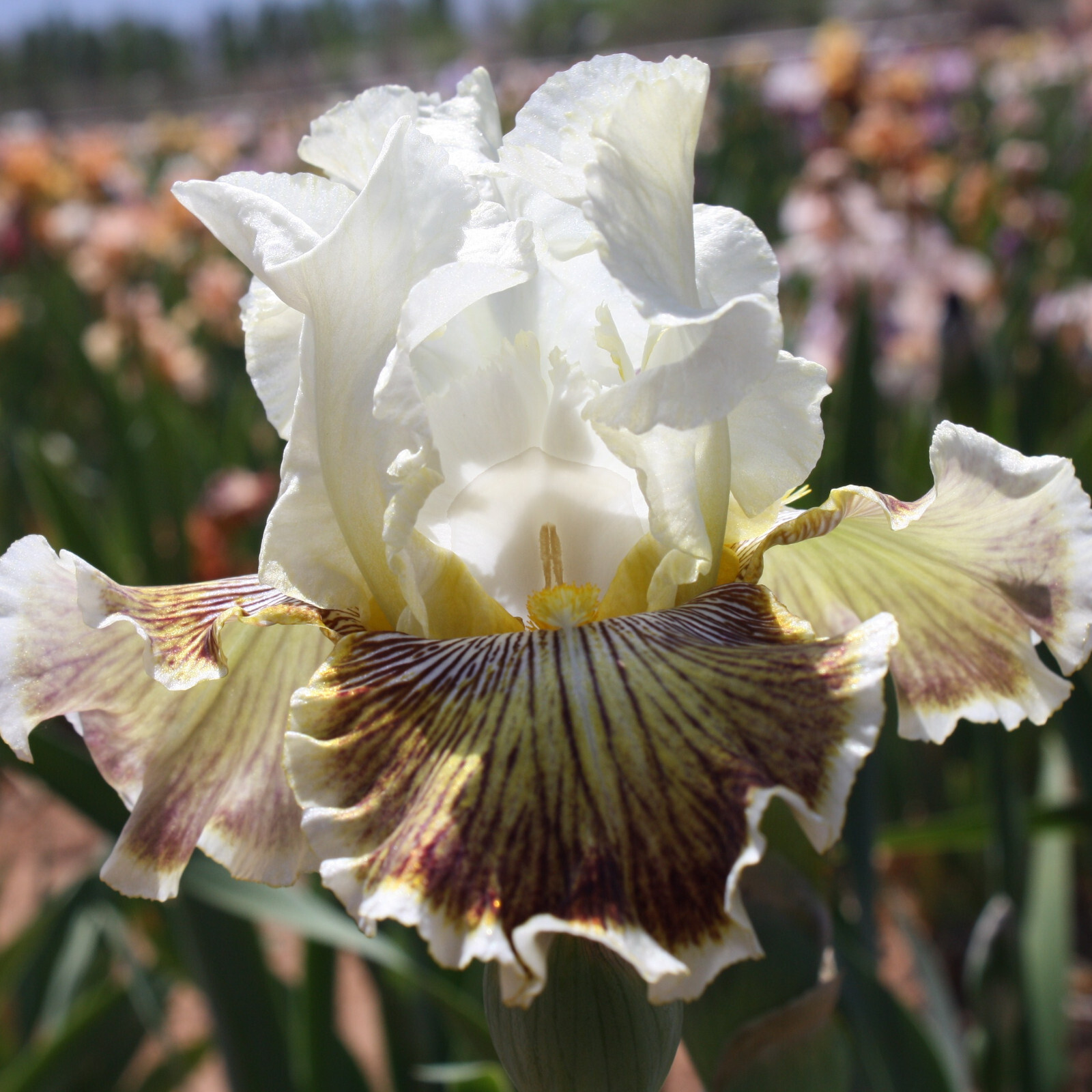 August delivery Tall Bearded Iris Spring Madness | eBay UK