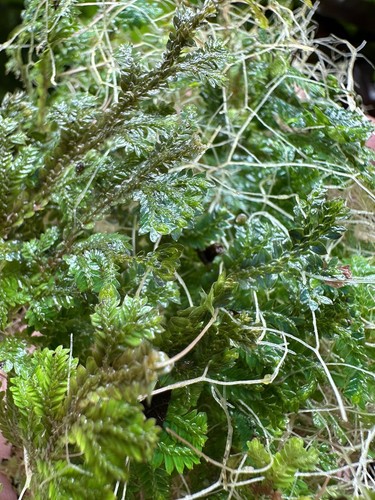 Selaginella uncinata - Peacock Spike moss Plant Rare Terrarium Vivarium ...